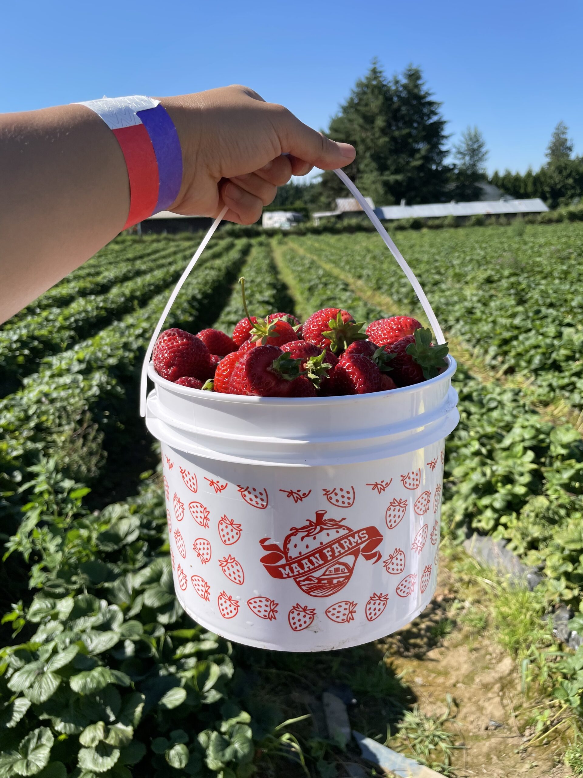 U Pick at Maan Farms - Mag Mei Adventures