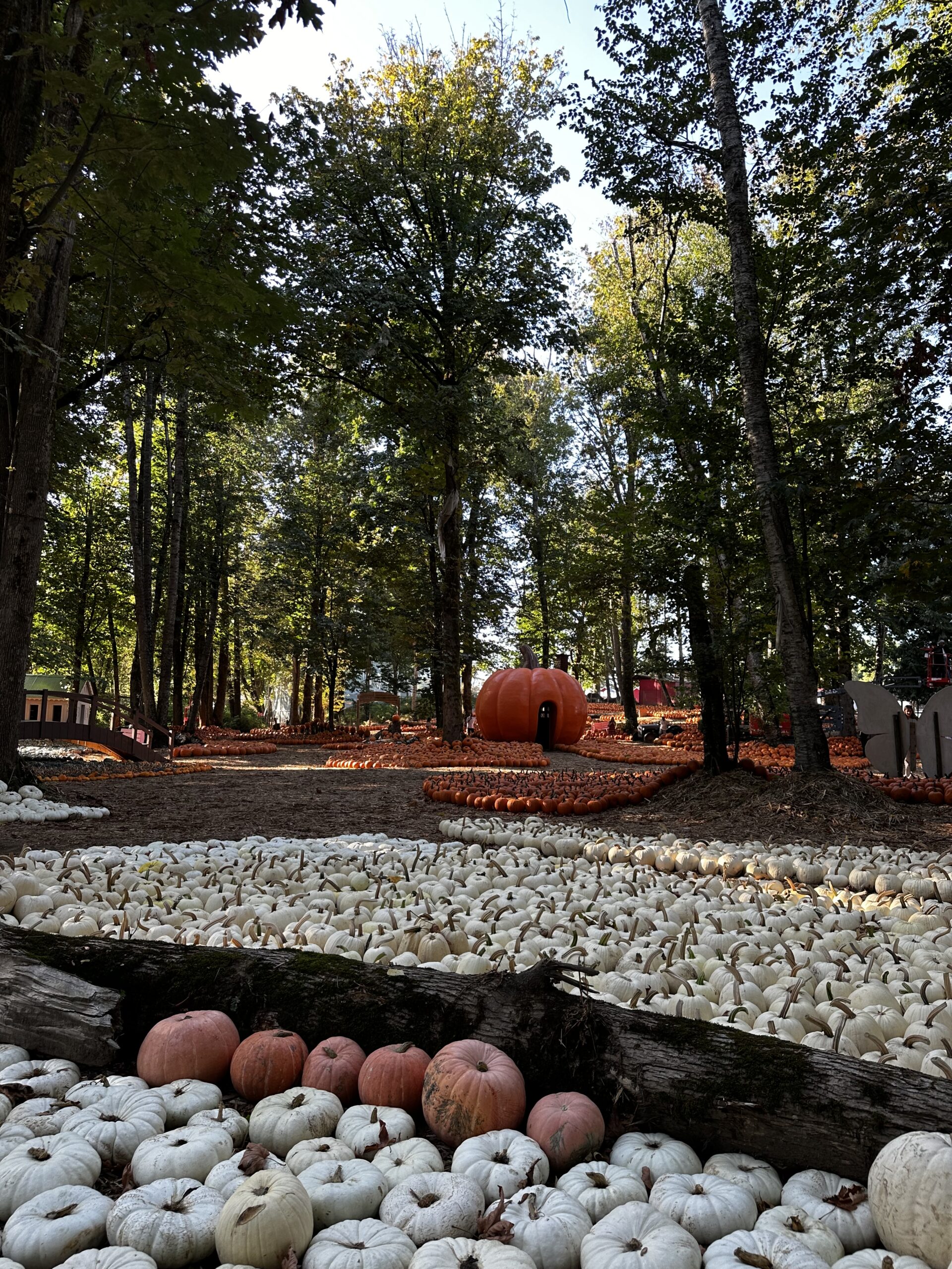Maan Farms: Fall at the Farm - Mag Mei Adventures